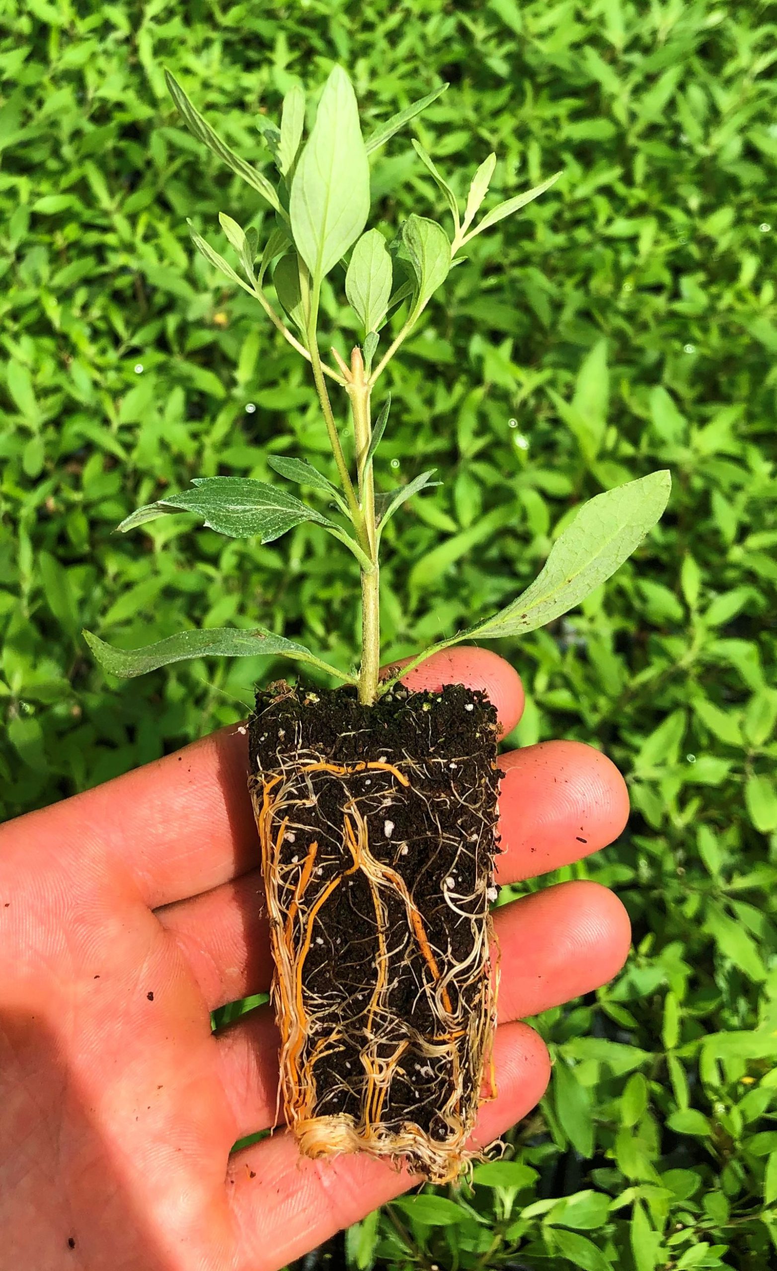 About us « Young Plants Holland